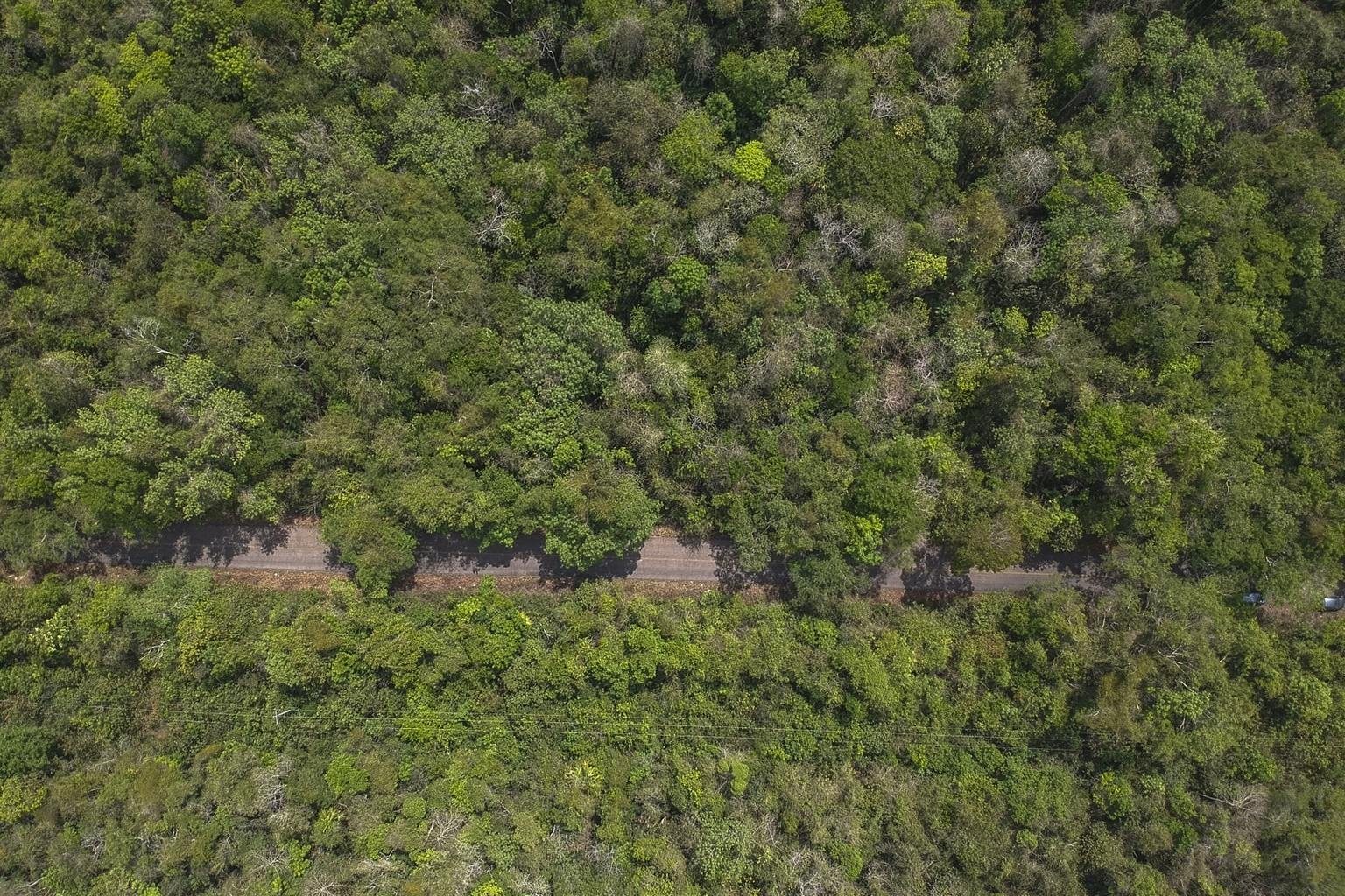 The Untapped Power of Carbon Markets in Five Charts | BloombergNEF