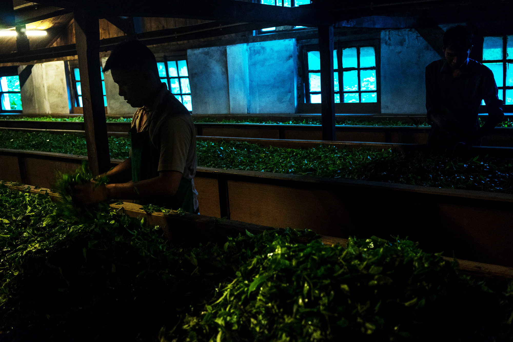 The Makaibari Tea Estate | Bloomberg Media Distribution