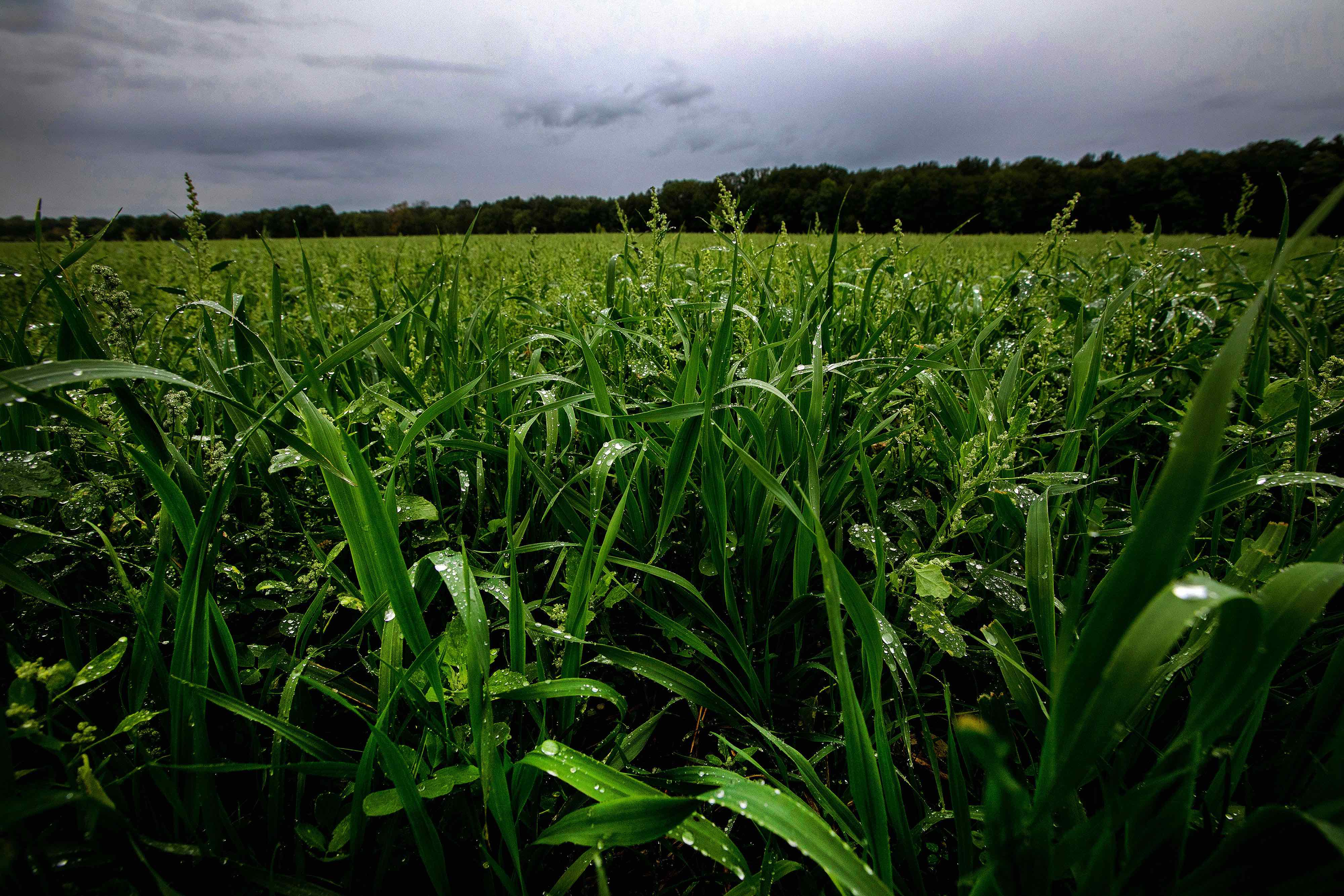 April Global Regulatory Brief: Green finance | Insights | Bloomberg ...
